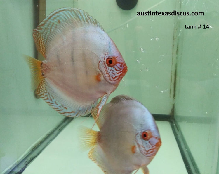 Collections – Austin Texas Discus