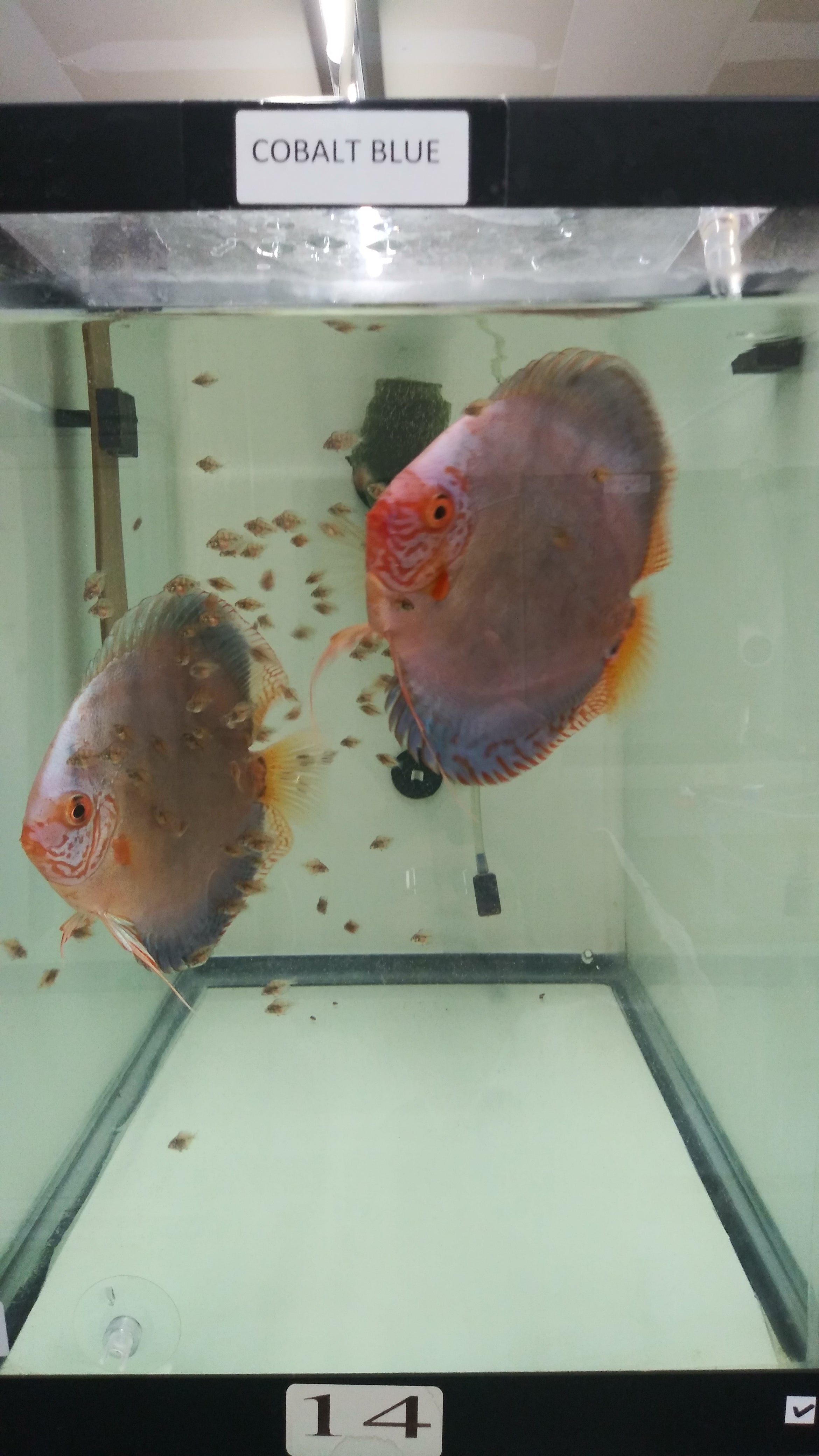 Austin Texas Discus. Our fish are born and raised in Texas.