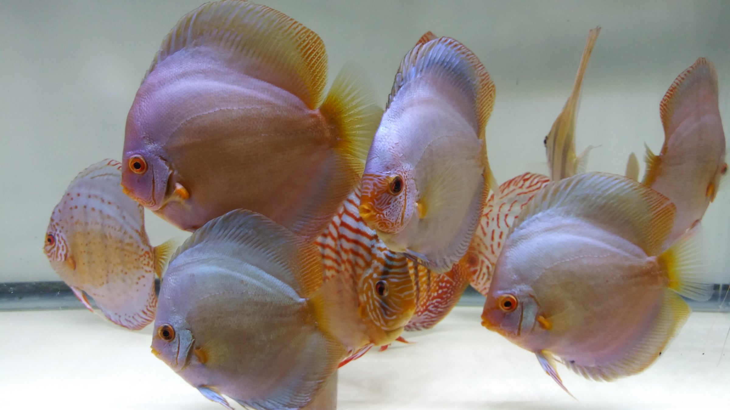 Austin Texas Discus. Our fish are born and raised in Texas.