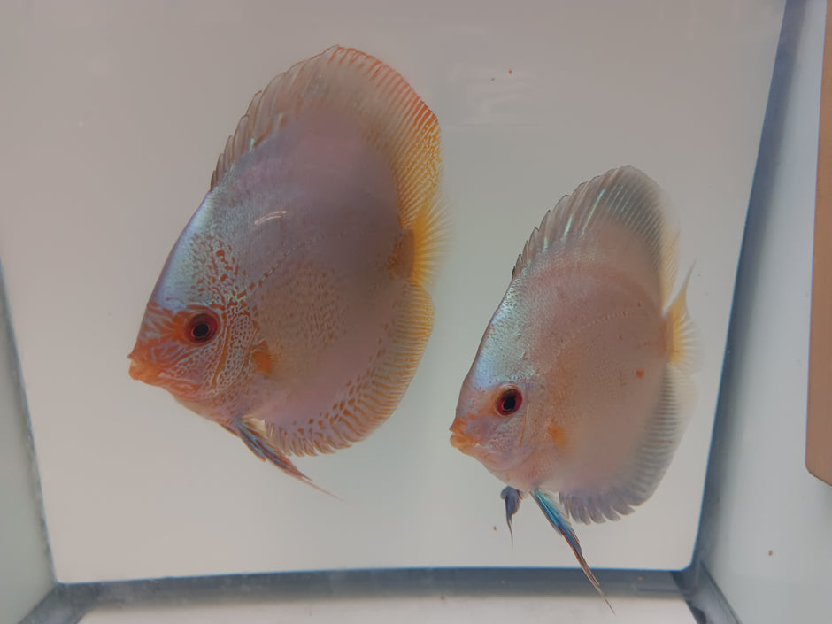 Austintexasdiscus – Austin Texas Discus