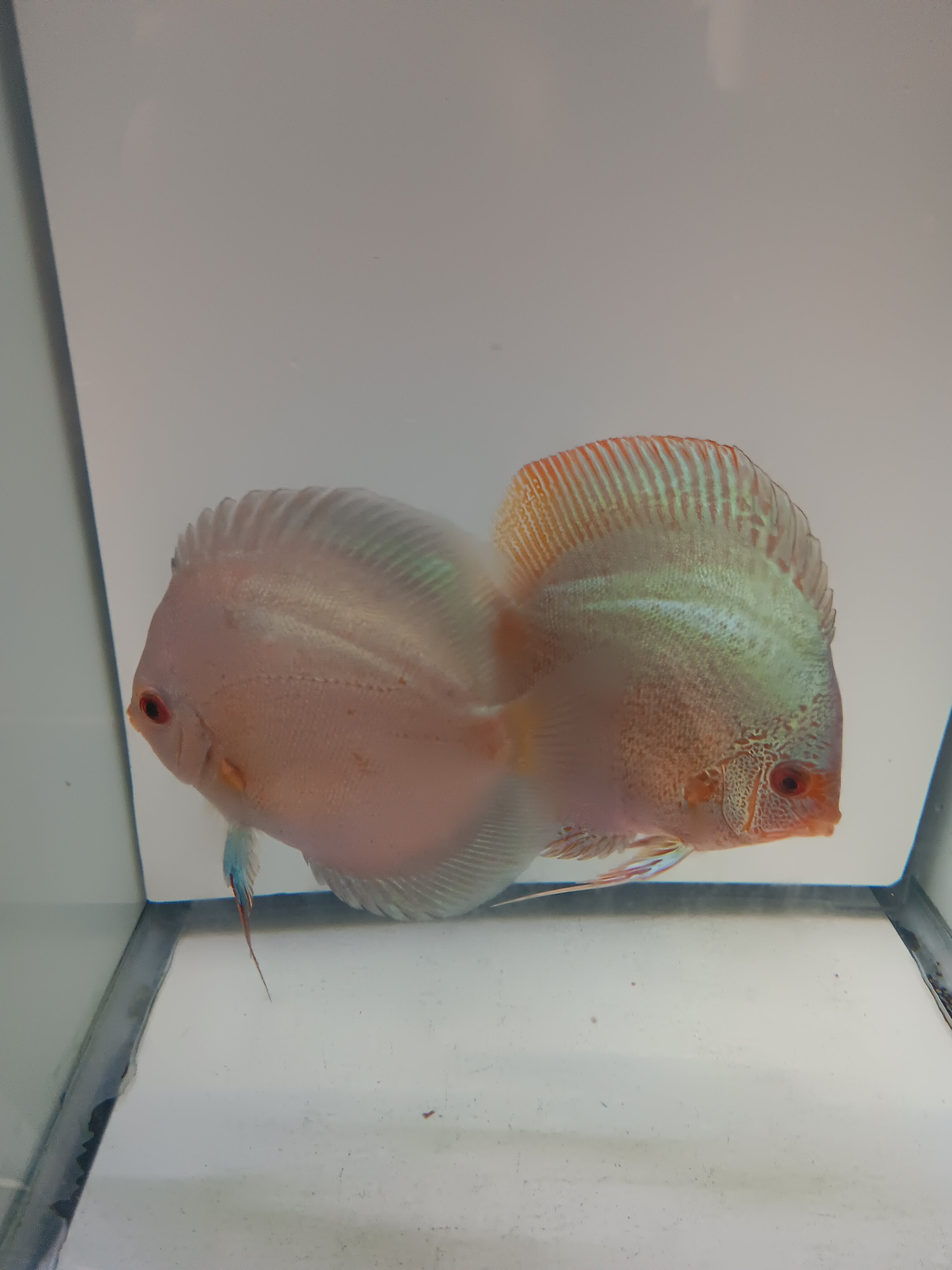 Austintexasdiscus – Austin Texas Discus