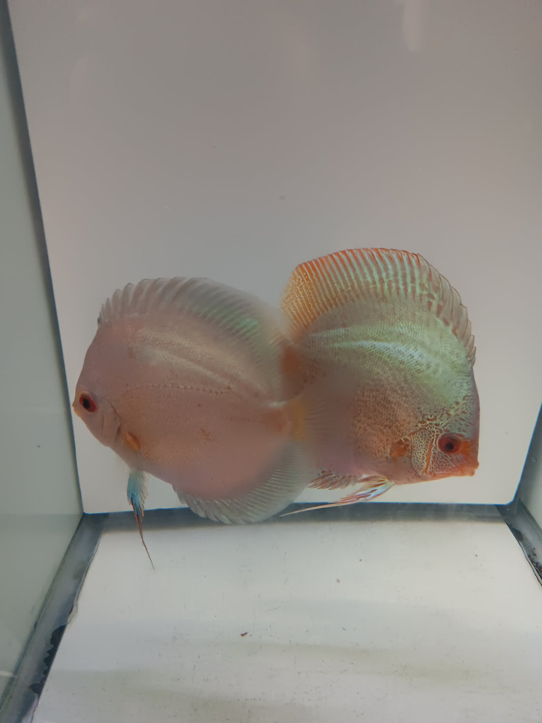 Austintexasdiscus – Austin Texas Discus