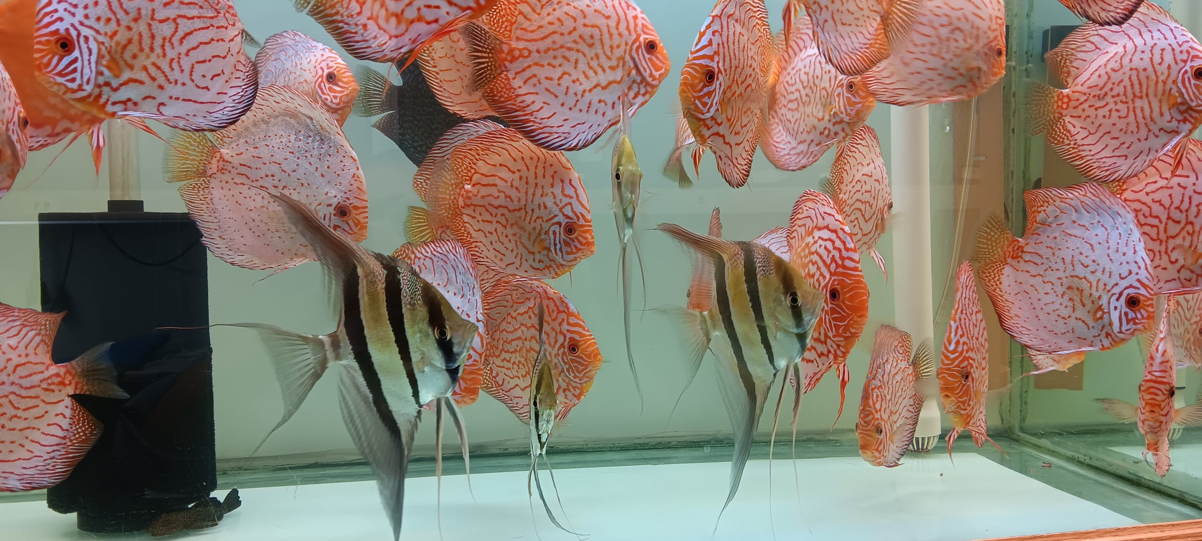 Austin Texas Discus. Our fish are born and raised in Texas.