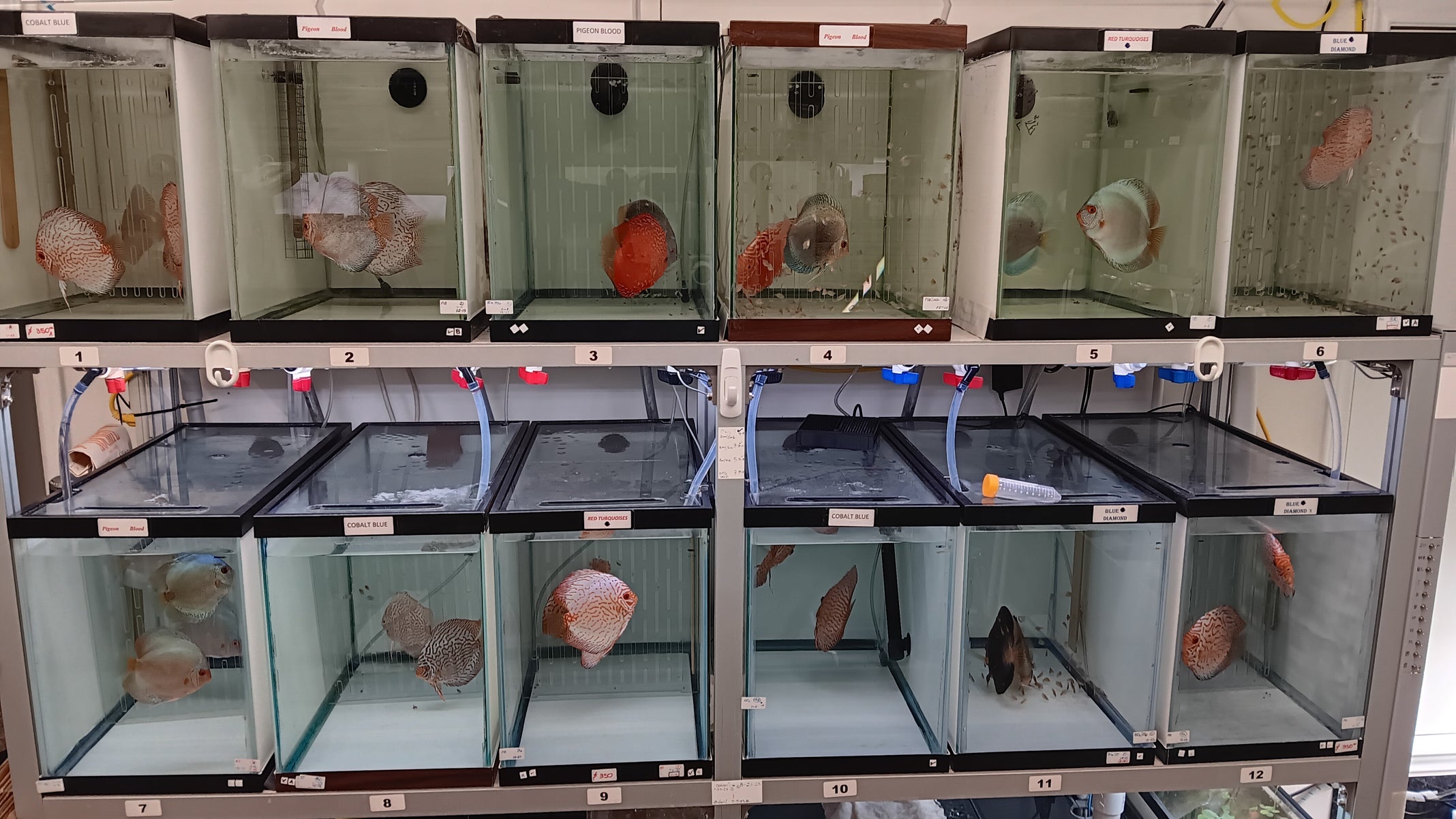 Austin Texas Discus. Our fish are born and raised in Texas.