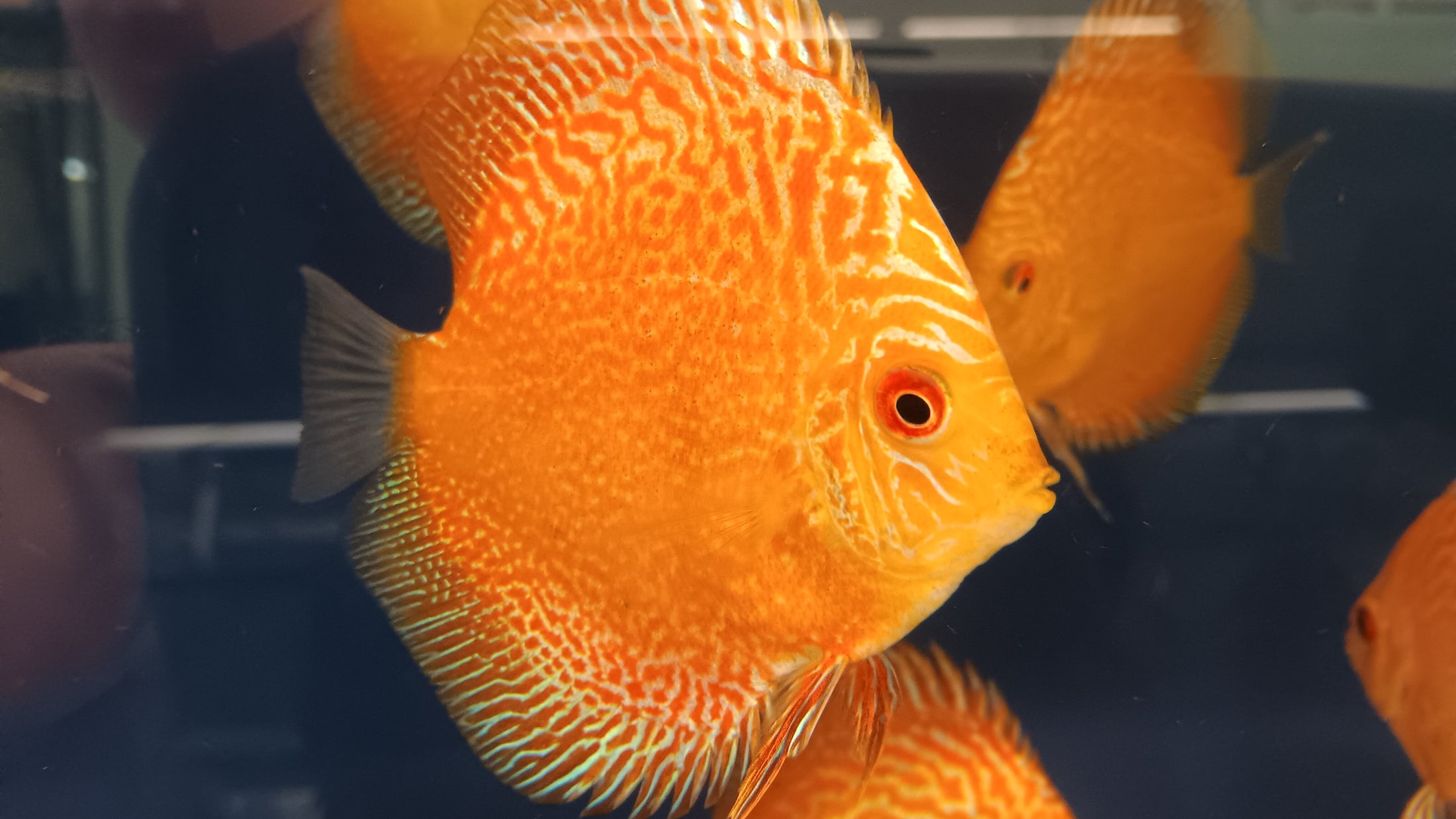 Discus Pigeon Blood Snake Skin – Austin Texas Discus