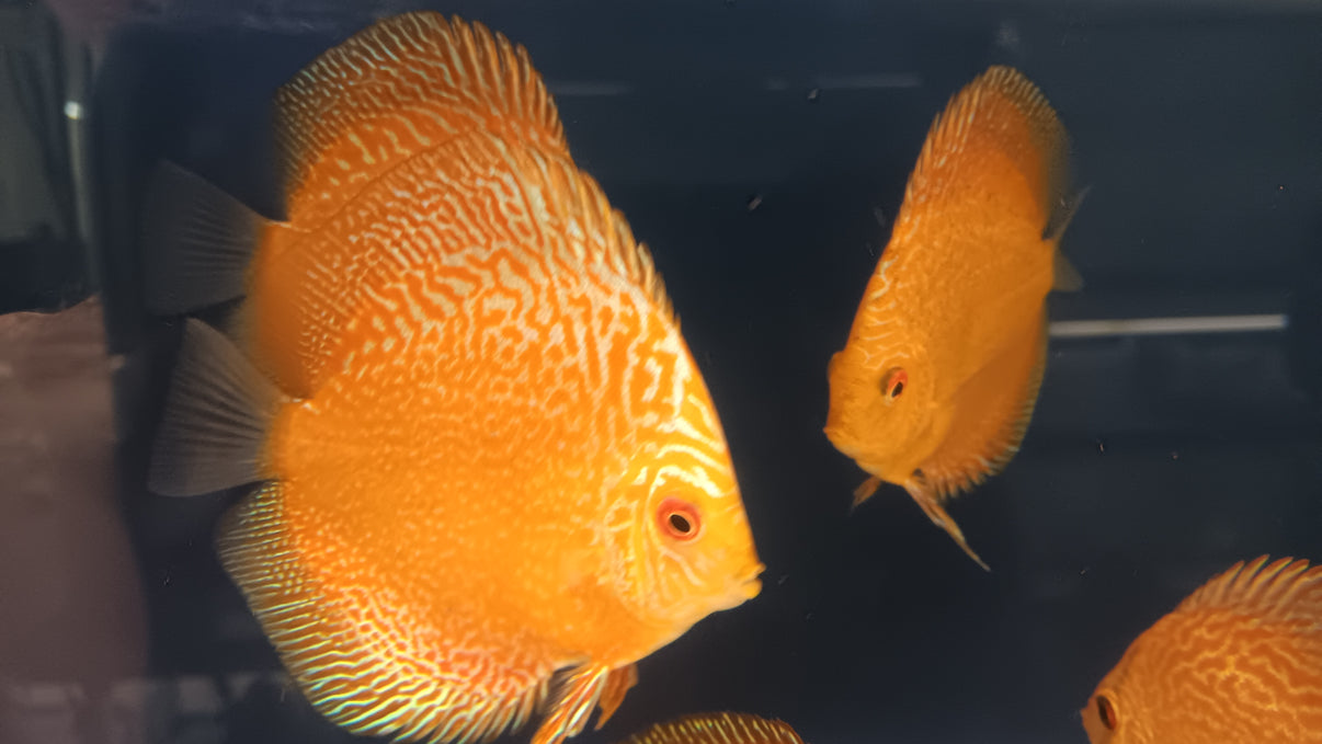 Discus Pigeon Blood Snake Skin – Austin Texas Discus