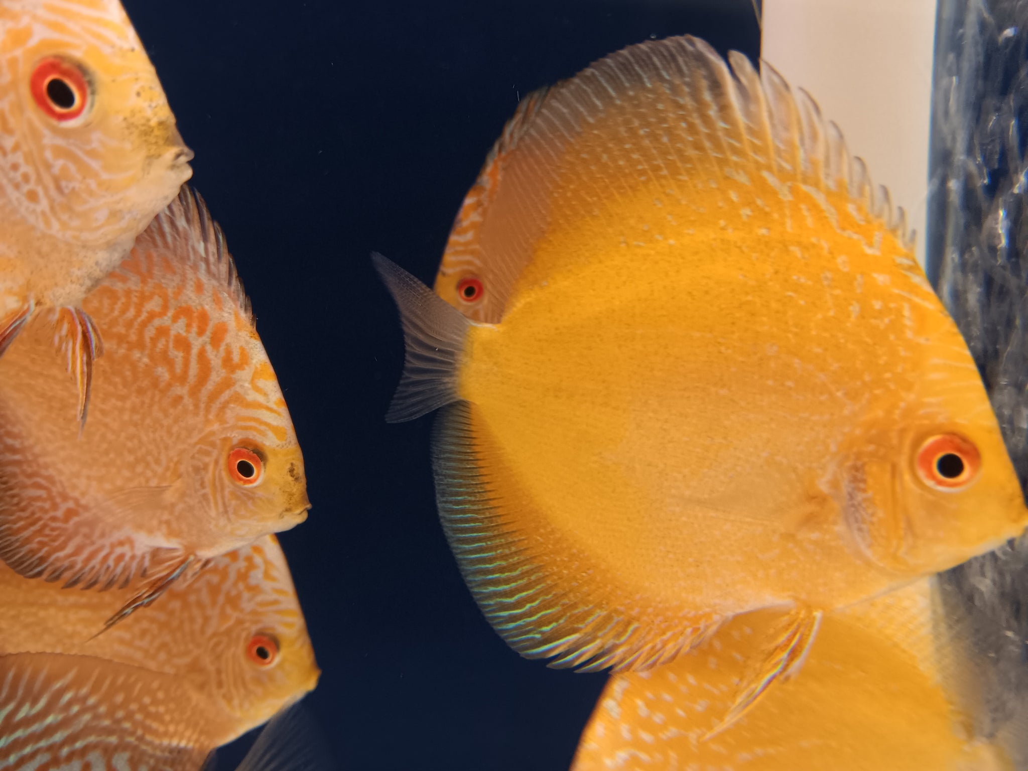 Discus Pigeon Blood Snake Skin – Austin Texas Discus