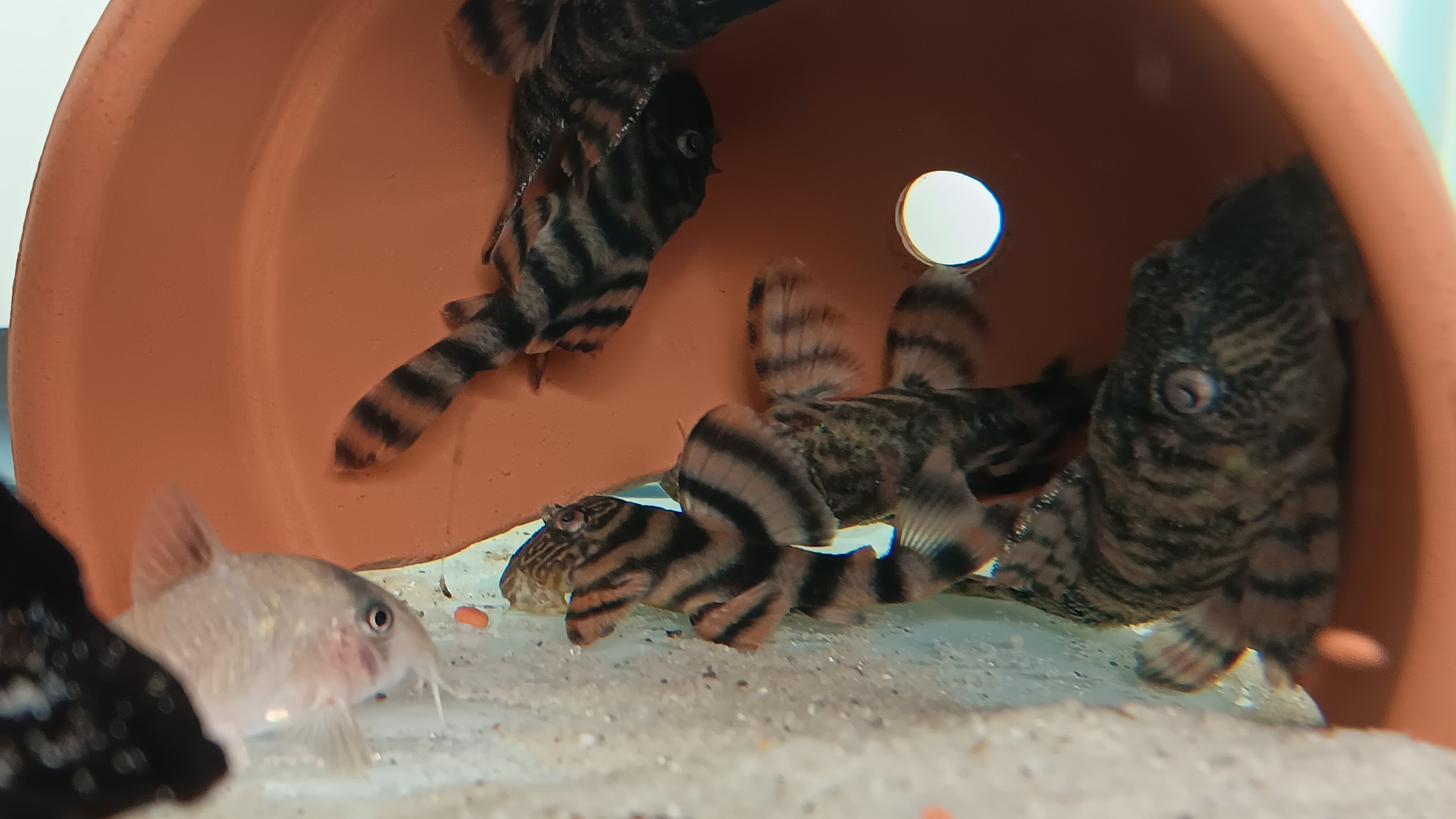 Alenquer Tiger Pleco L397 – Austin Texas Discus