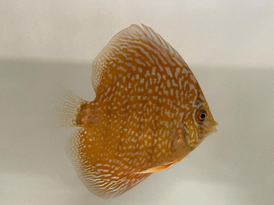 Austintexasdiscus#N# – Austin Texas Discus