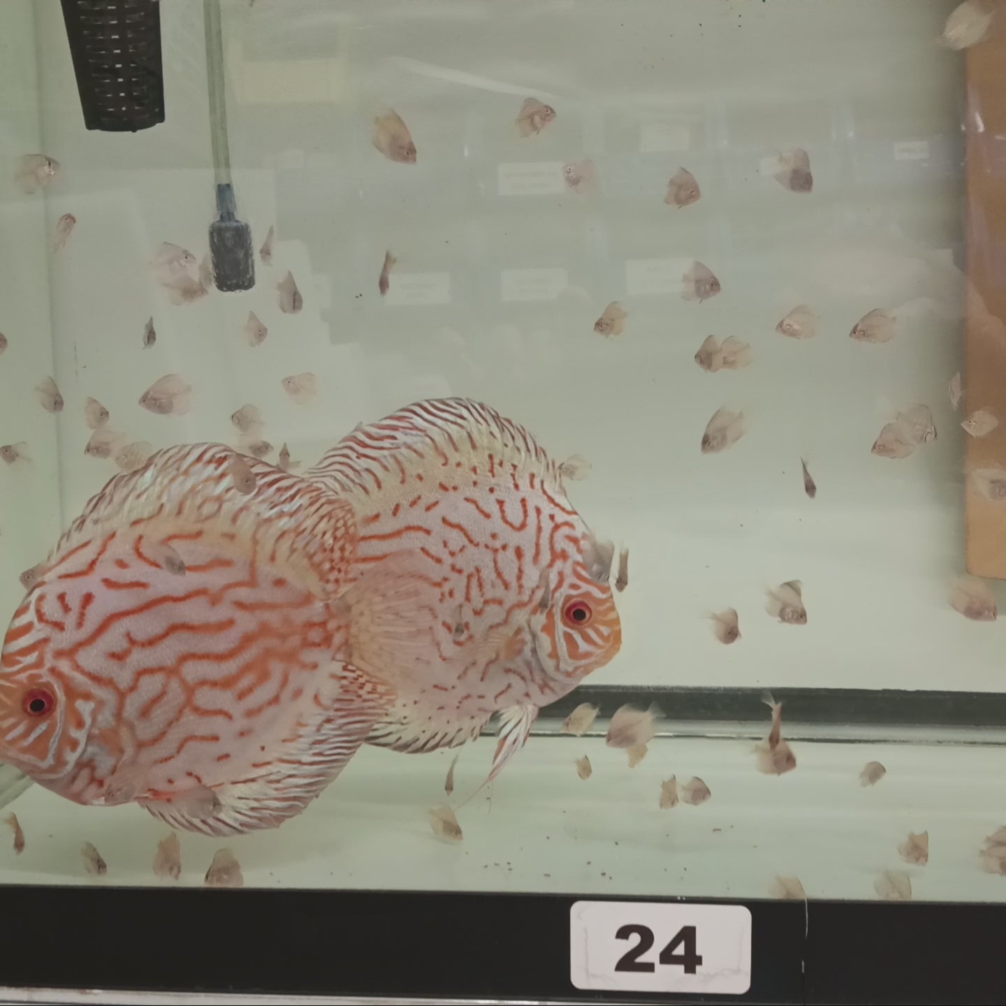 Austin Texas Discus. Our fish are born and raised in Texas.