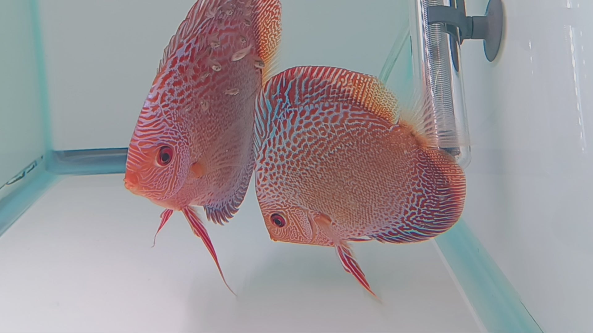 Discus Red Snake Skin – Austin Texas Discus