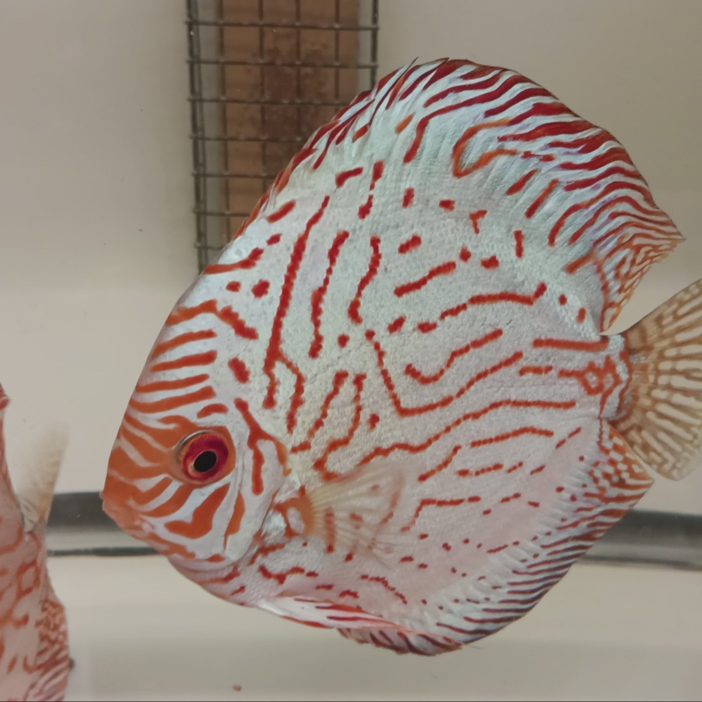 Austin Texas Discus. Our fish are born and raised in Texas.