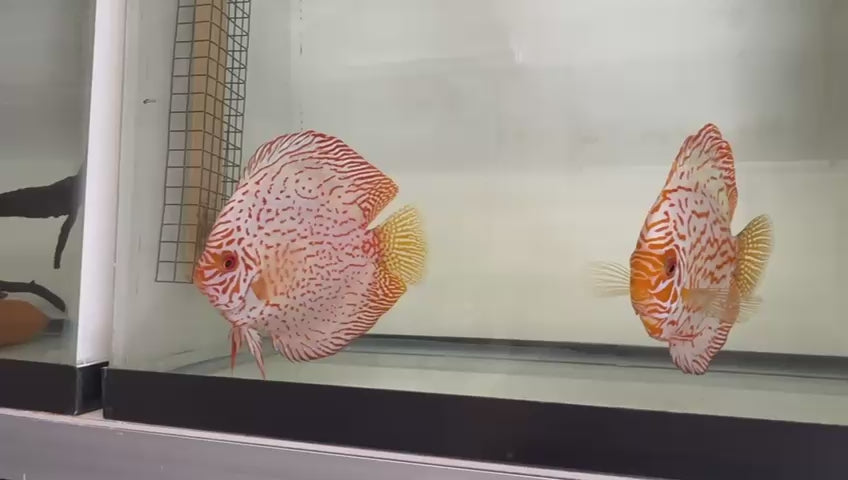Austin Texas Discus. Our fish are born and raised in Texas.