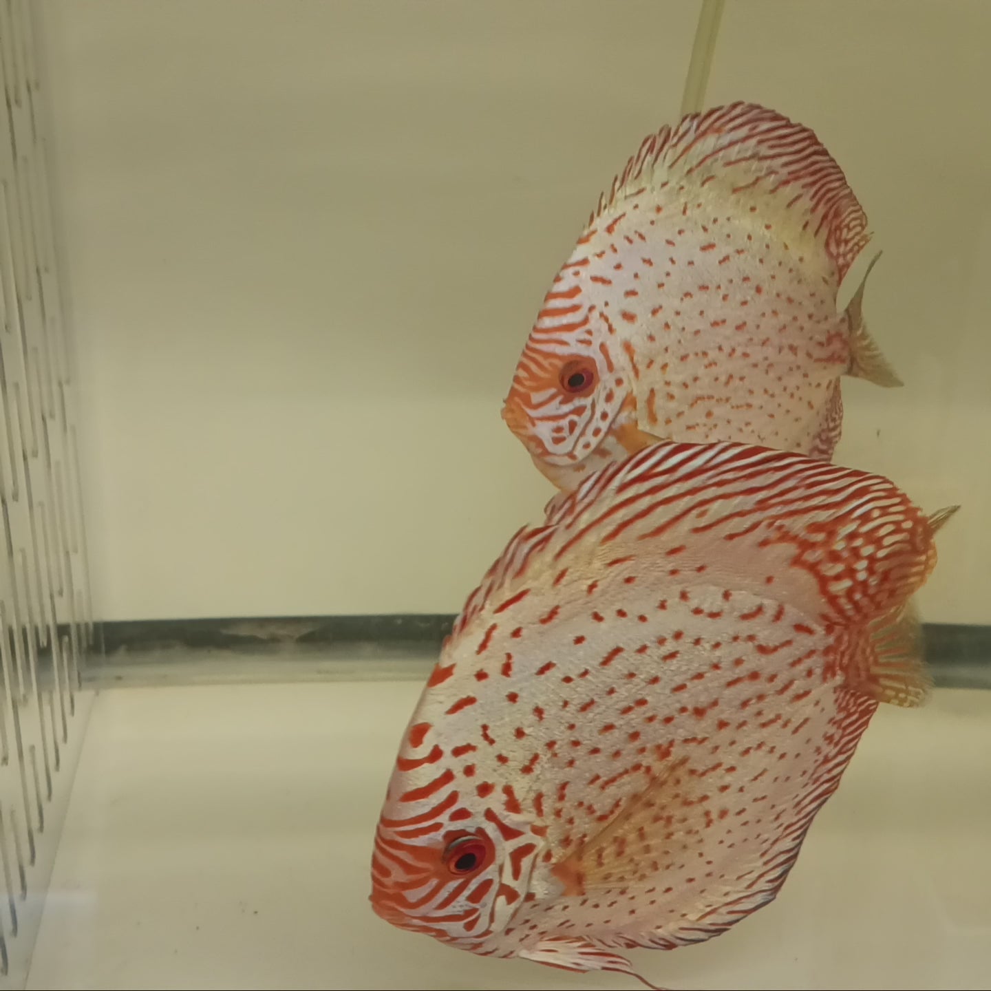 Austin Texas Discus. Our fish are born and raised in Texas.