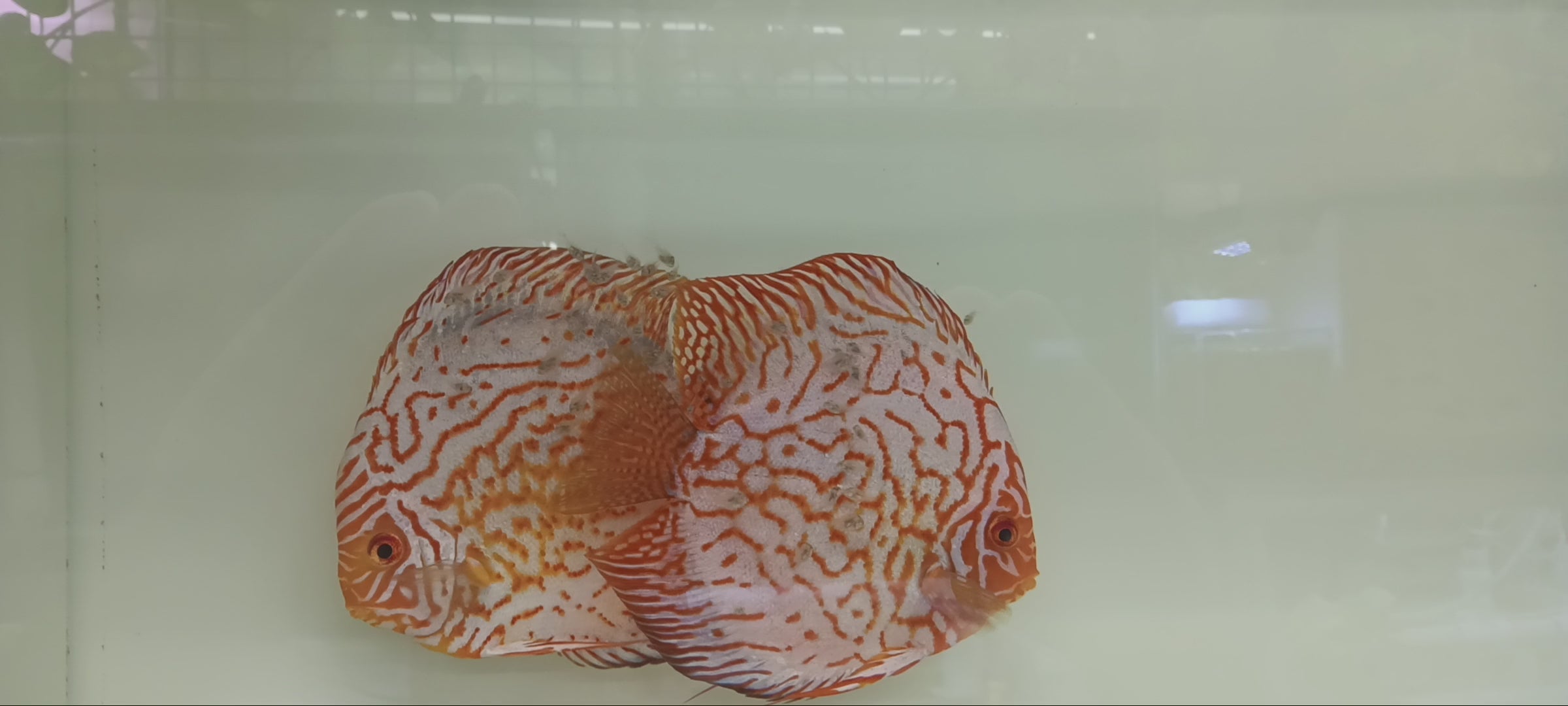 Austin Texas Discus. Our fish are born and raised in Texas.