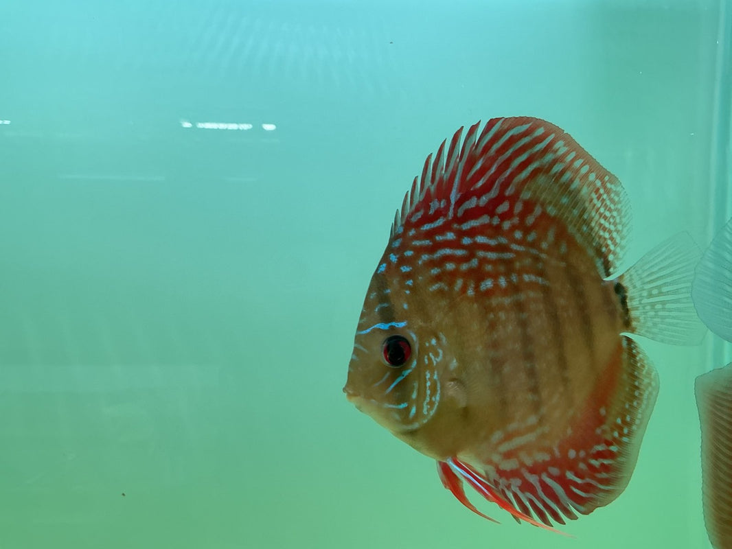 Austin Texas Discus. Our fish are born and raised in Texas.