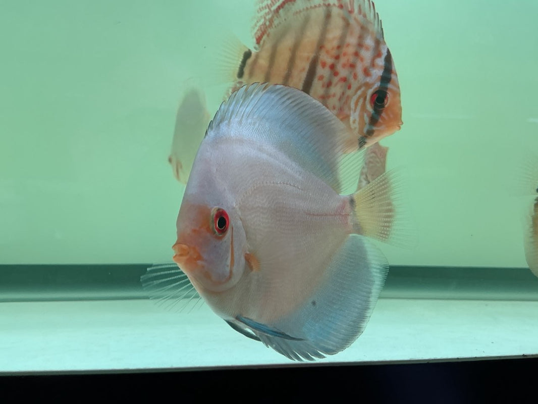 Austin Texas Discus. Our fish are born and raised in Texas.